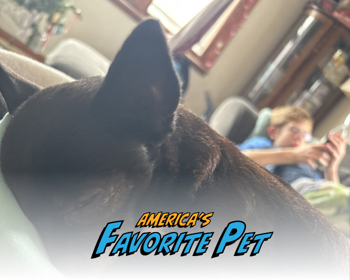 Raven | America's Favorite Pet