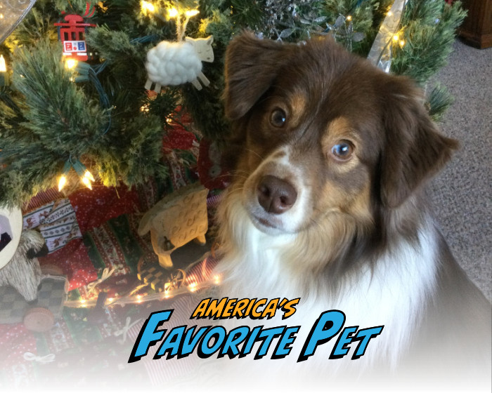 Felon | America's Favorite Pet