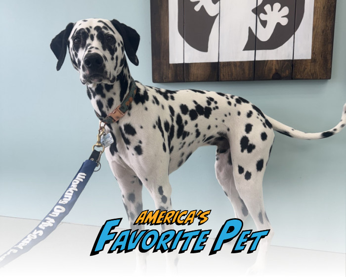 Felix | America's Favorite Pet