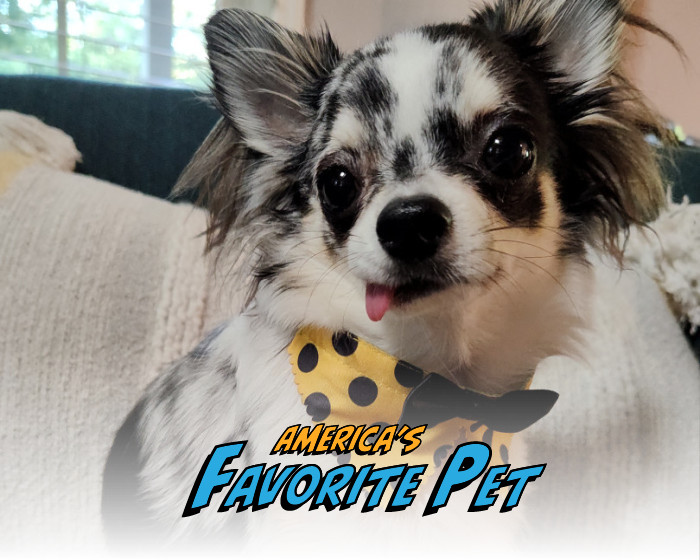 Remy | America's Favorite Pet