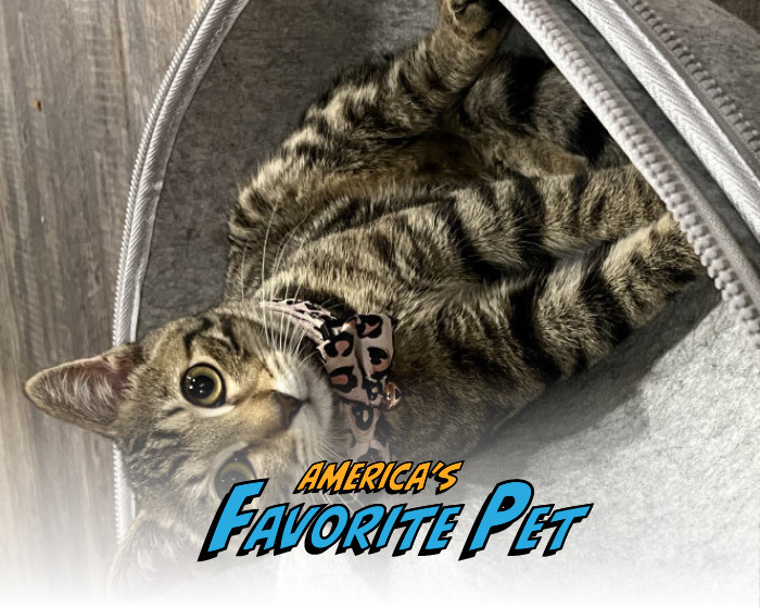 Dora | America's Favorite Pet