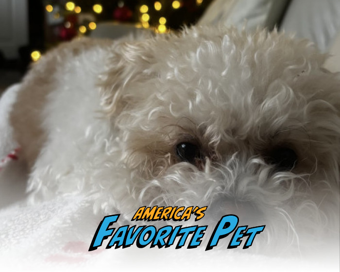 Jacko | America's Favorite Pet