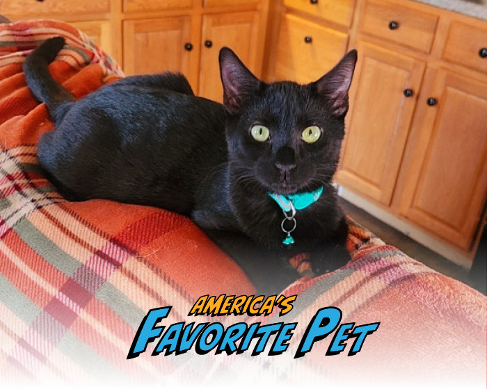 Toothless | America's Favorite Pet