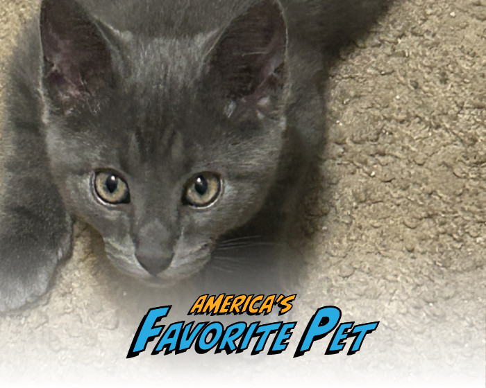 Milo | America's Favorite Pet