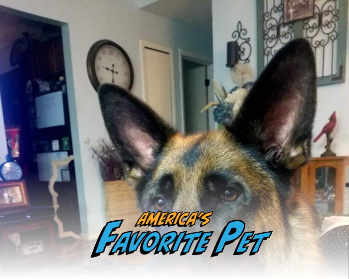 Razzle | America's Favorite Pet