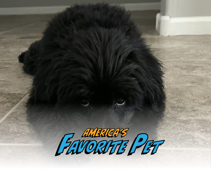 Boomer | America's Favorite Pet