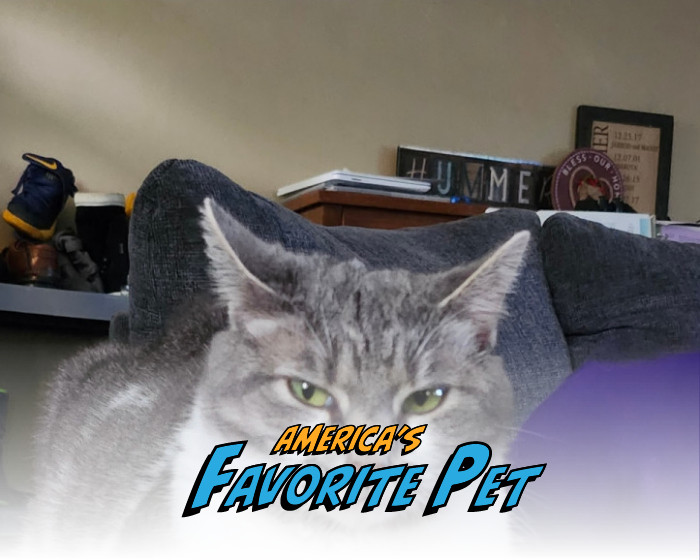 Kitty Leopard | America's Favorite Pet