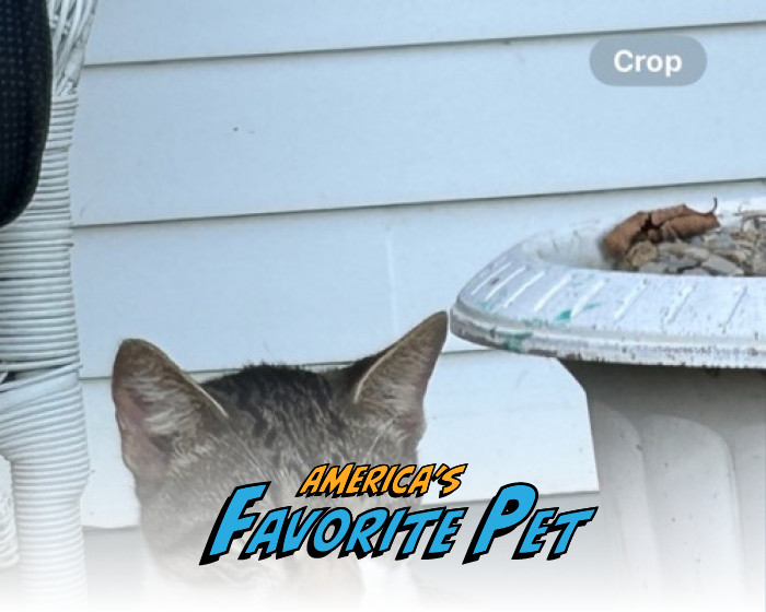 Mr. Kitty | America's Favorite Pet