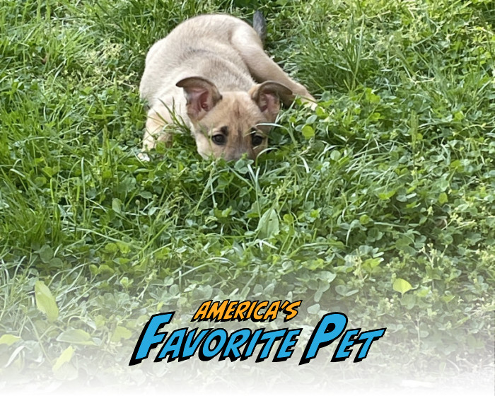 Riley | America's Favorite Pet