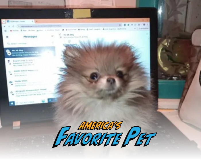 Jinxy | America's Favorite Pet