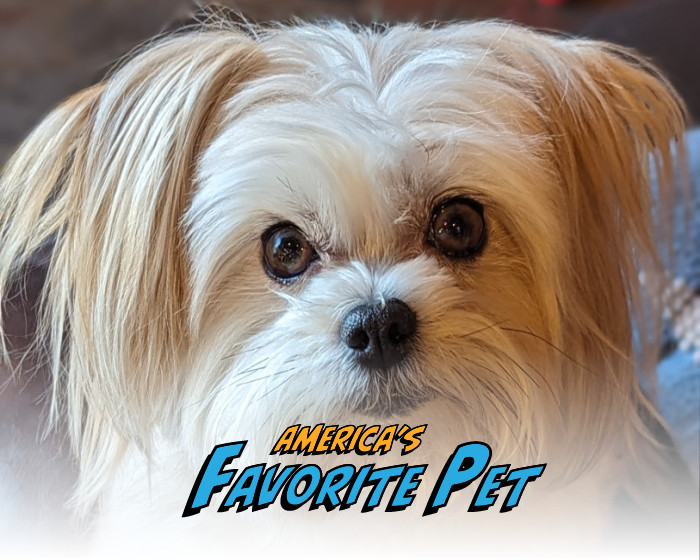 Gilbert | America's Favorite Pet