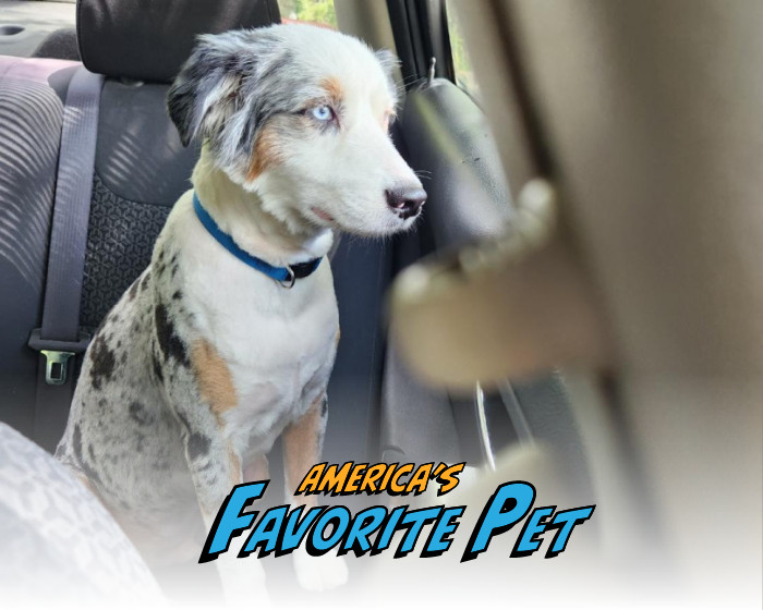 Axle | America's Favorite Pet