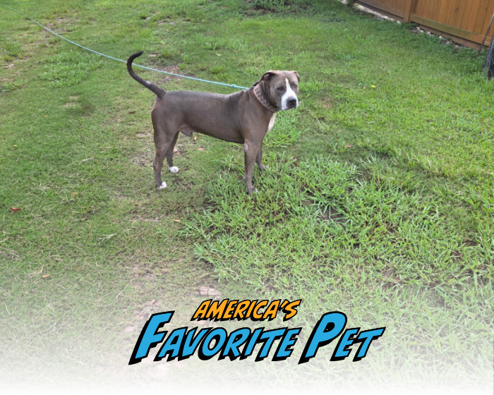 Tank | America's Favorite Pet