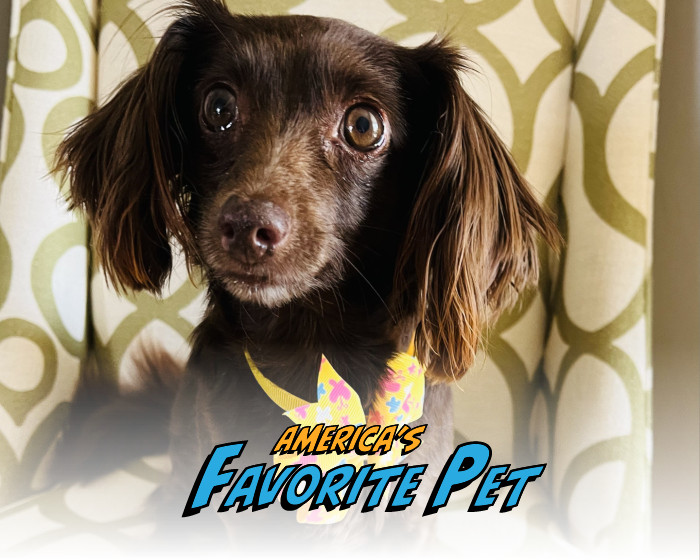 Winky | America's Favorite Pet