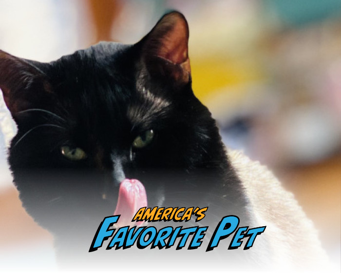 Yoruichi | America's Favorite Pet