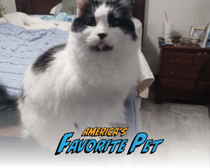 Doja | America's Favorite Pet