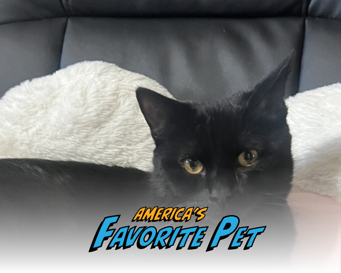 Raven | America's Favorite Pet