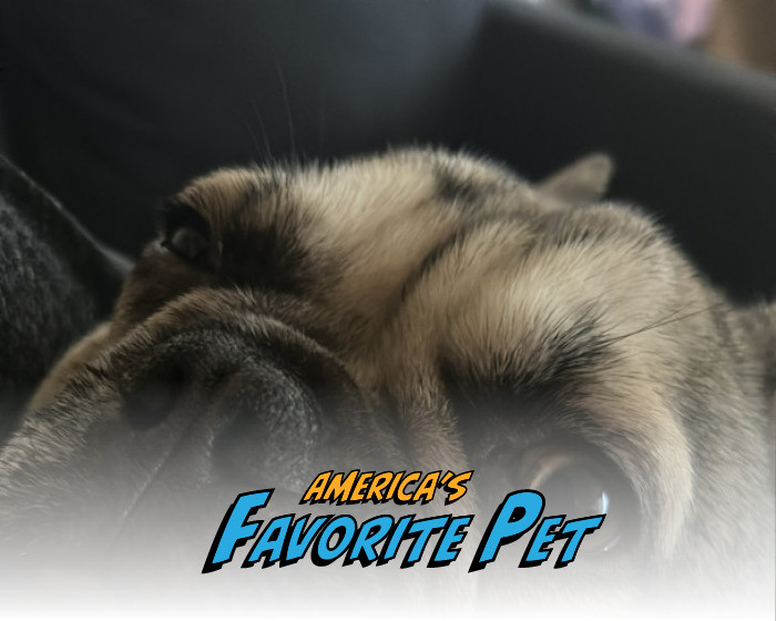 Papas | America's Favorite Pet