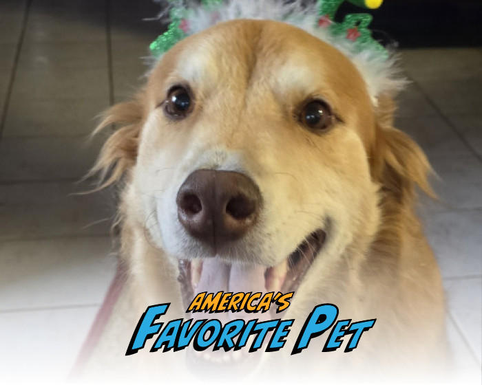 Cooper | America's Favorite Pet