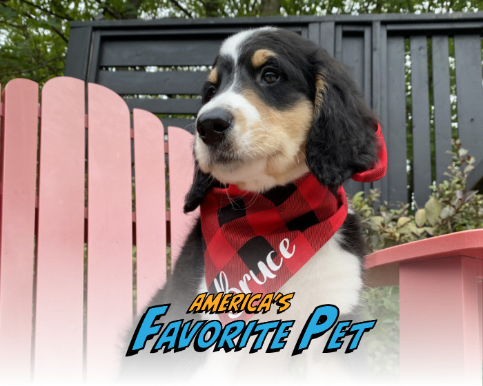 Bruce | America's Favorite Pet