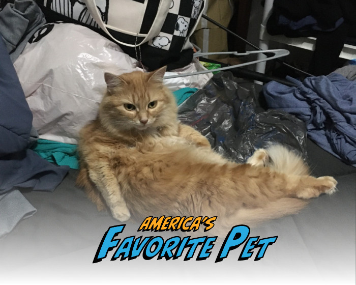 Missy | America's Favorite Pet