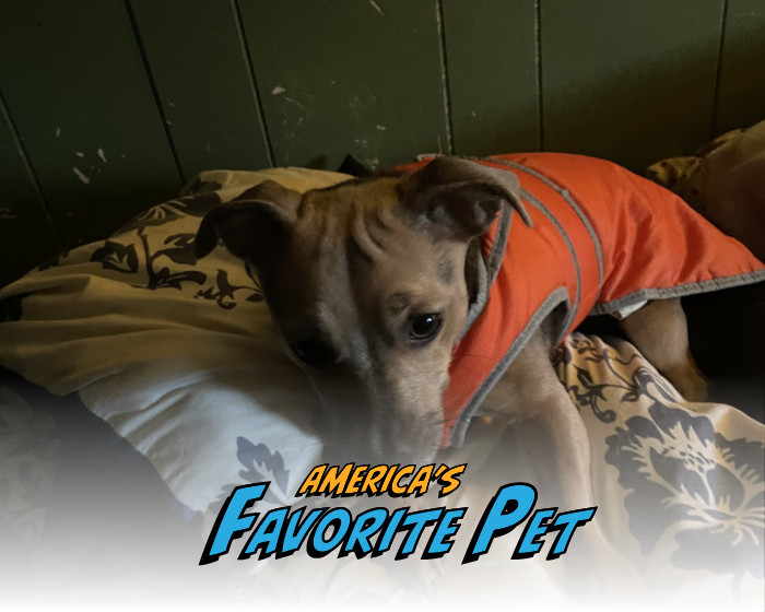 Apollo | America's Favorite Pet