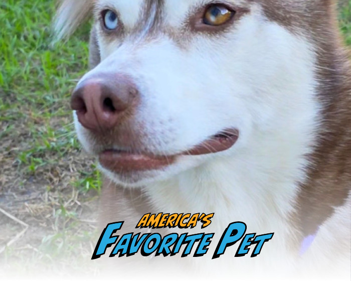 Delta | America's Favorite Pet