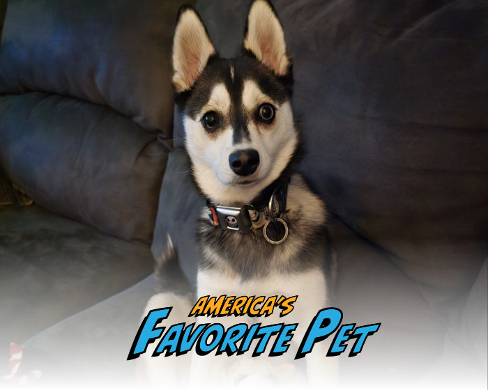 Oakley Rose | America's Favorite Pet