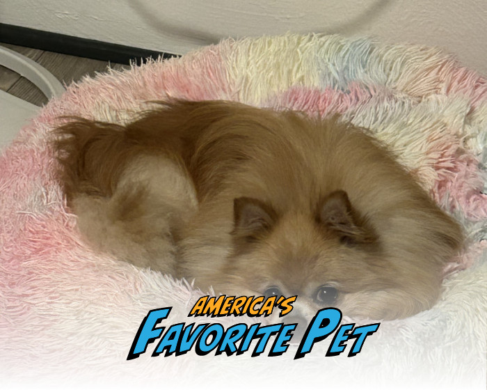 Milo | America's Favorite Pet