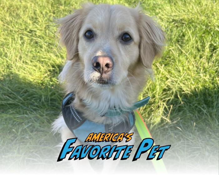 Sir Higgins | America's Favorite Pet