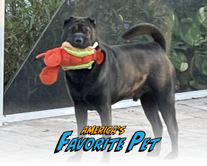 Pickles | America's Favorite Pet