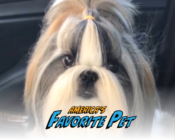 Max Whitley | America's Favorite Pet