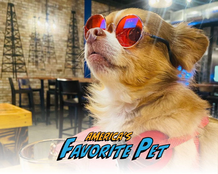 Rascal | America's Favorite Pet