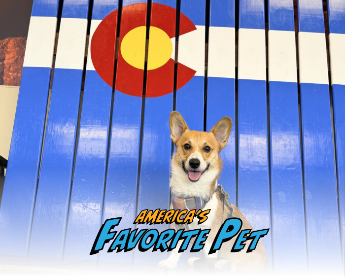 Curry the Super-Corgi | America's Favorite Pet