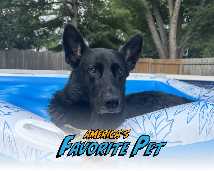 Mason River | America's Favorite Pet