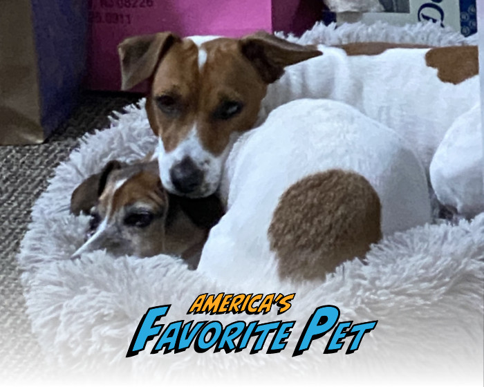 Tucker | America's Favorite Pet