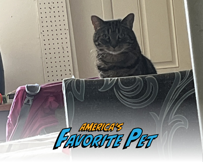 Chester | America's Favorite Pet