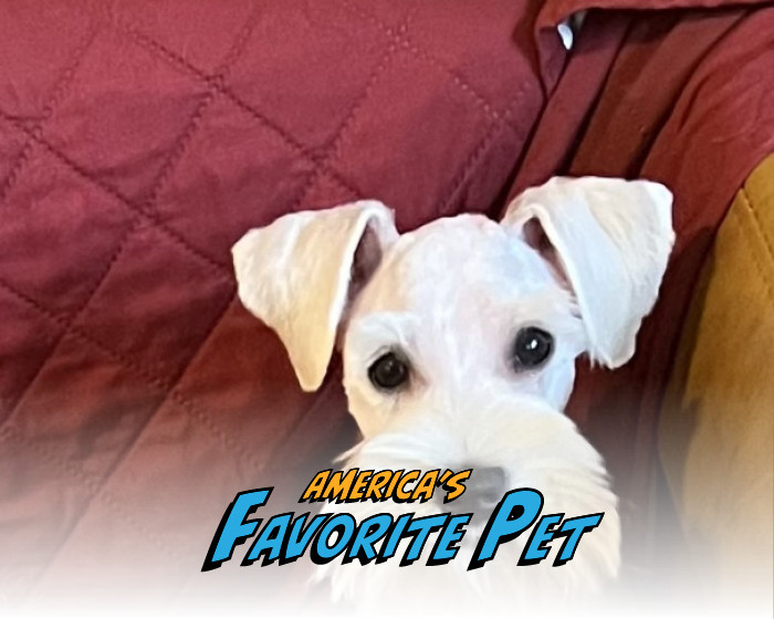 Charlie | America's Favorite Pet