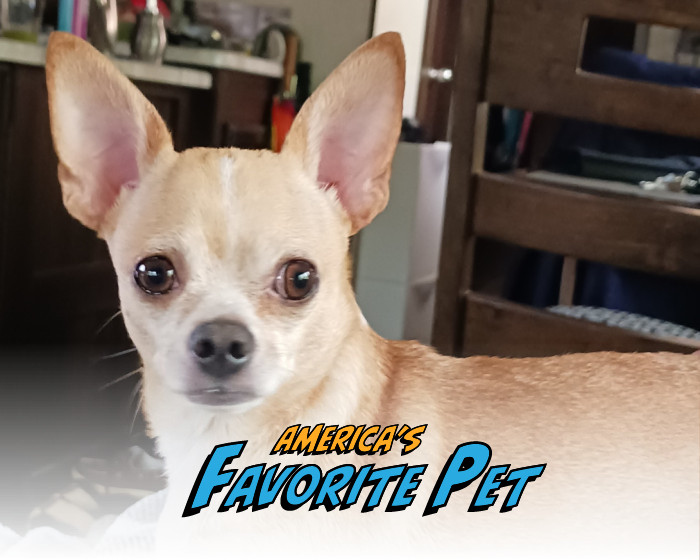 Tanner | America's Favorite Pet