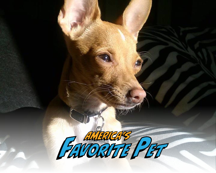 Axel | America's Favorite Pet