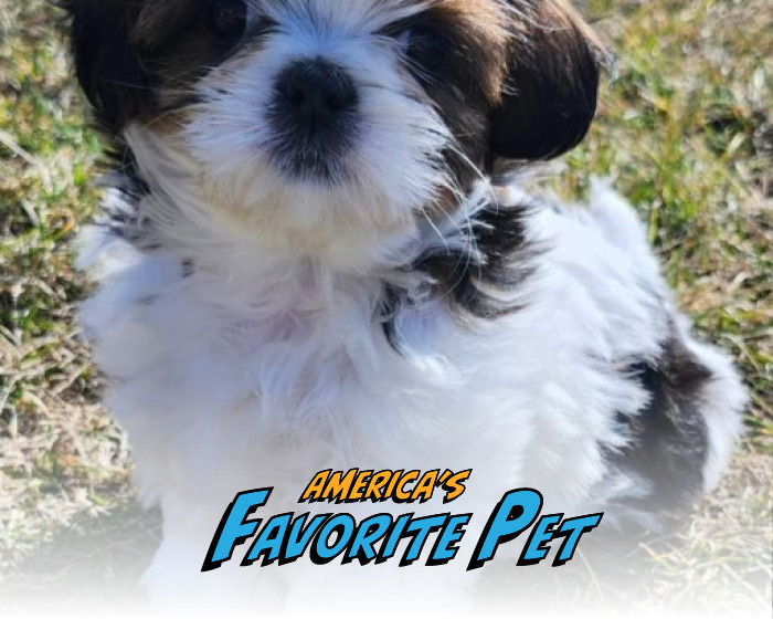 OREO | America's Favorite Pet