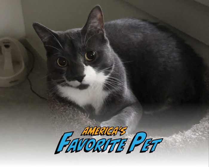 Motley | America's Favorite Pet