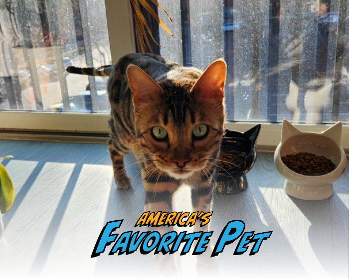 Milo | America's Favorite Pet