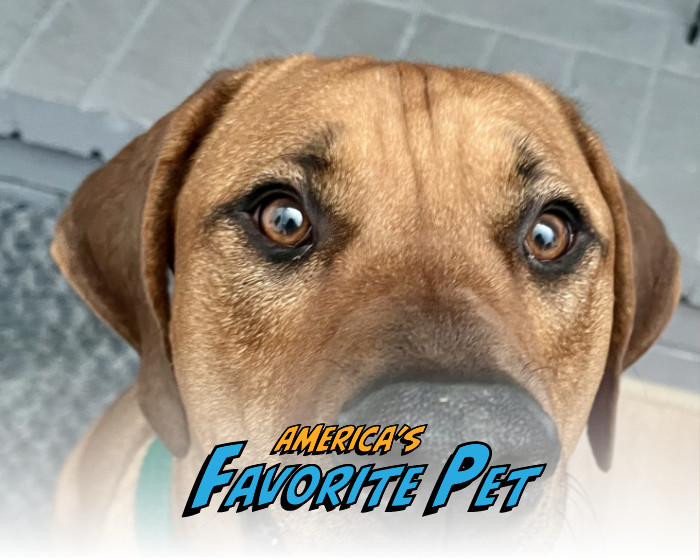 Bowser | America's Favorite Pet