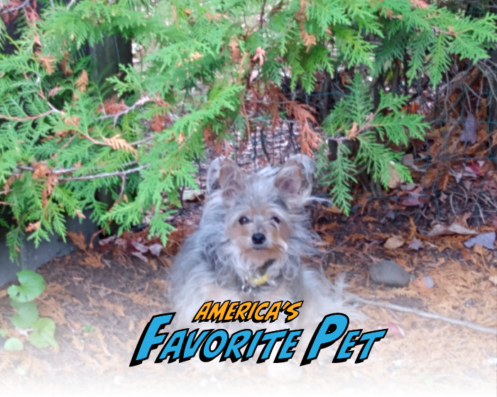 Bubs | America's Favorite Pet