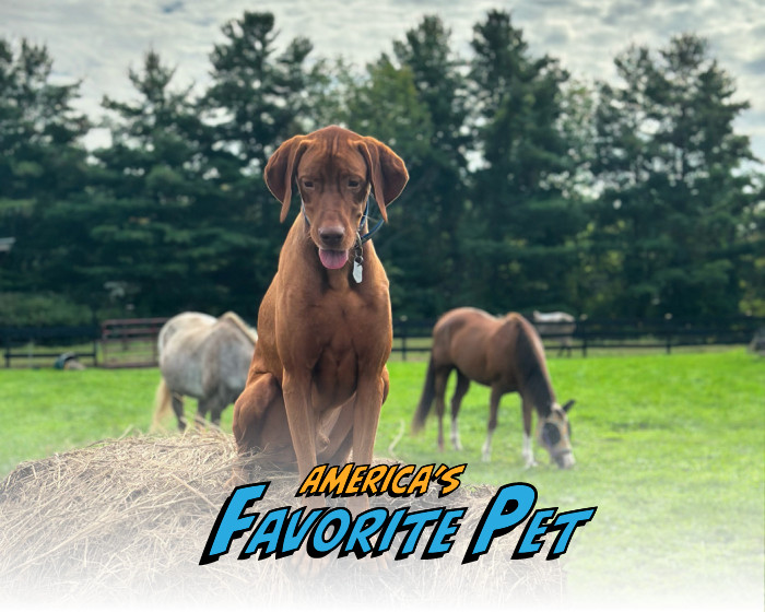 Cooper | America's Favorite Pet