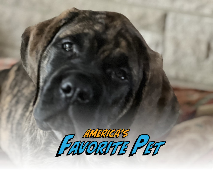 zeus | America's Favorite Pet
