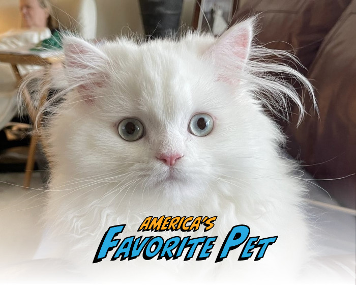 Poe | America's Favorite Pet