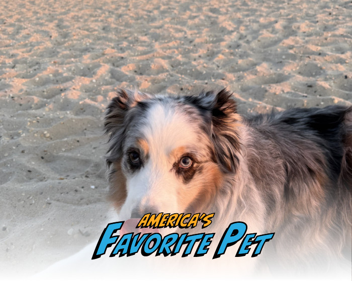 Sydney | America's Favorite Pet