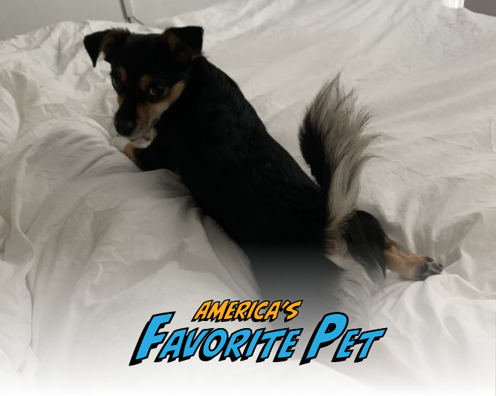 Milo | America's Favorite Pet